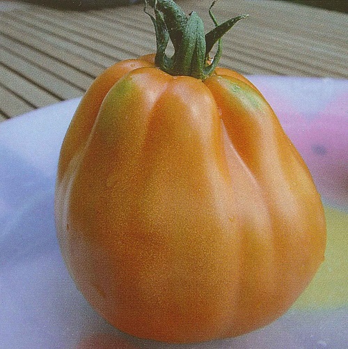 Tomato Seeds Albenga - Ox Heart - 'Cour di bue'